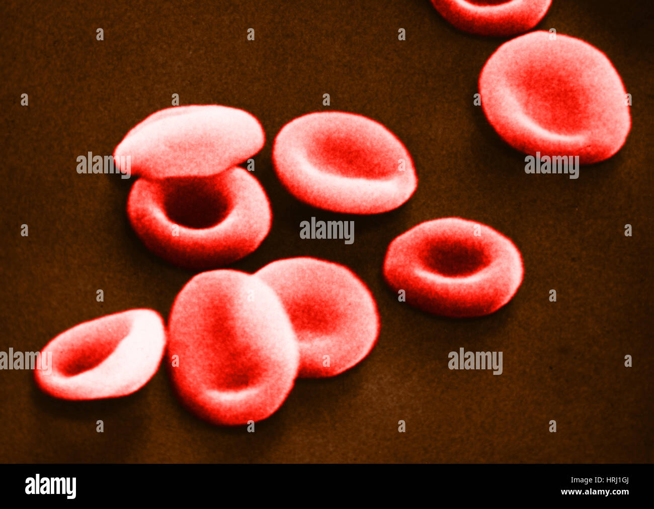 Red blood cells, SEM Stock Photo - Alamy