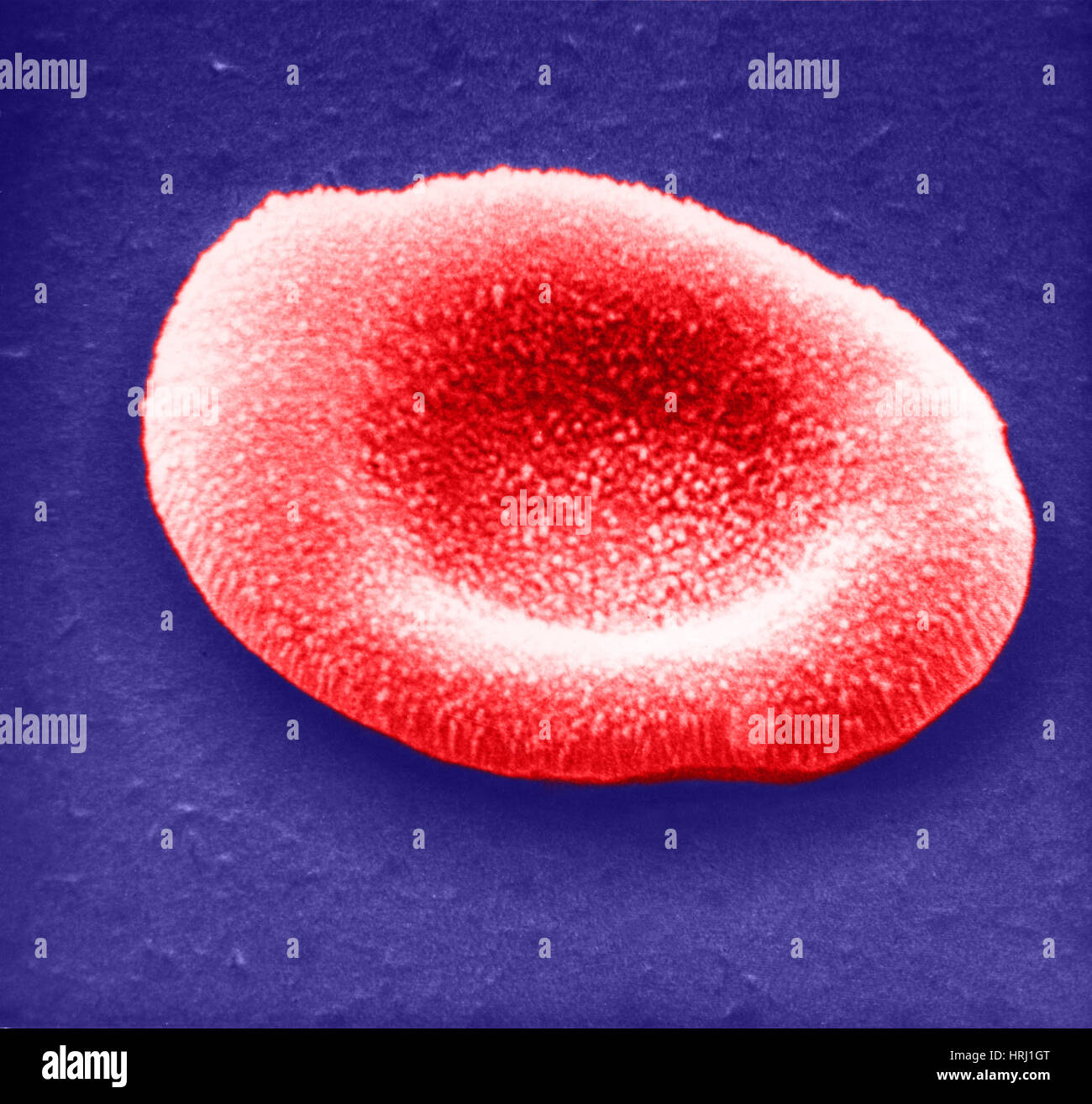 Red blood cell, SEM Stock Photo - Alamy