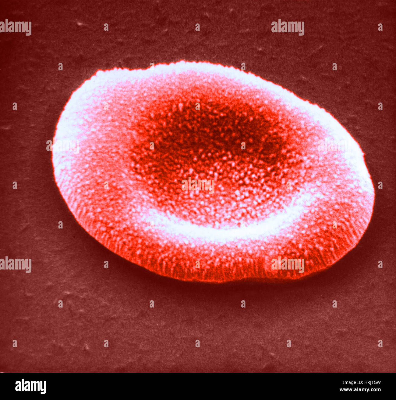 Red Blood Cell Shot at William Difiore blog