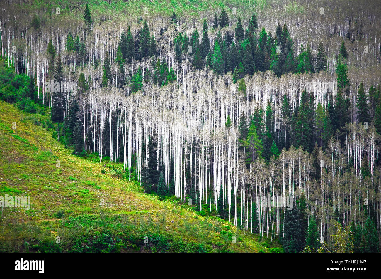 Row of aspen trees hi-res stock photography and images - Alamy