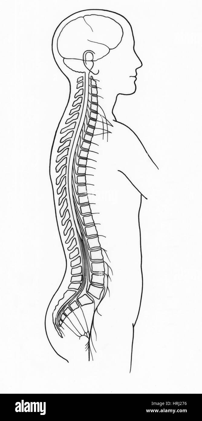 Spinal Cord Drawing High Resolution Stock Photography and Images - Alamy