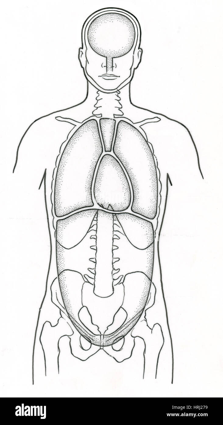 Body Cavities And Organs