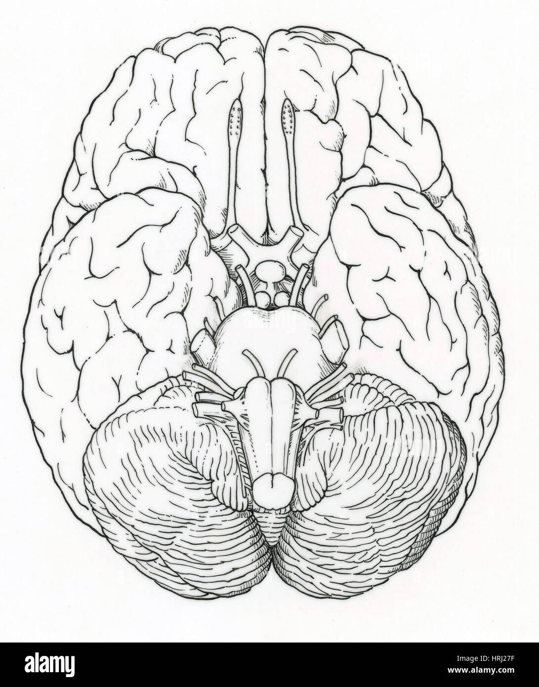 Cranial Structure High Resolution Stock Photography and Images - Alamy