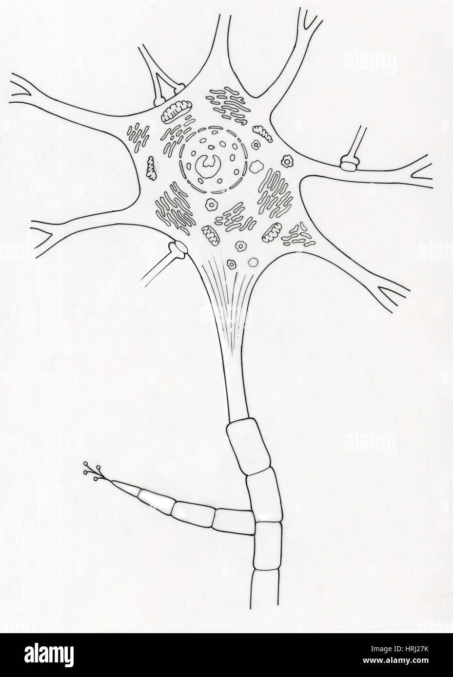 Endoplasmic reticulum neuron hi-res stock photography and images - Alamy