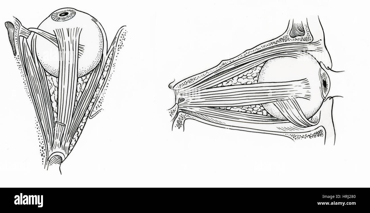 Levator palpebrae hi-res stock photography and images - Alamy