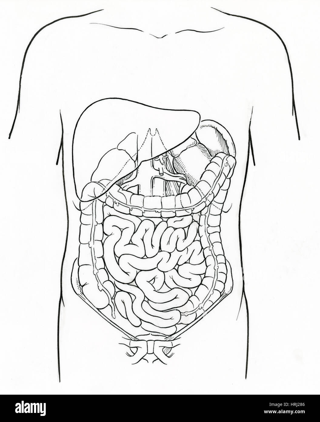 Illustration of Abdomen Stock Photo - Alamy