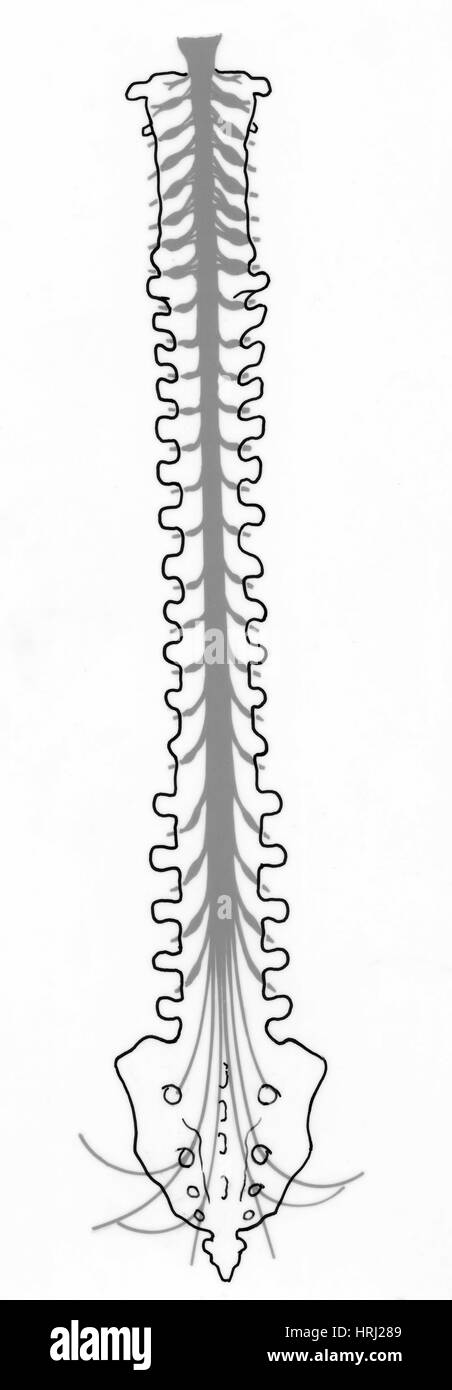 Spinal nerve, drawing hi-res stock photography and images - Alamy