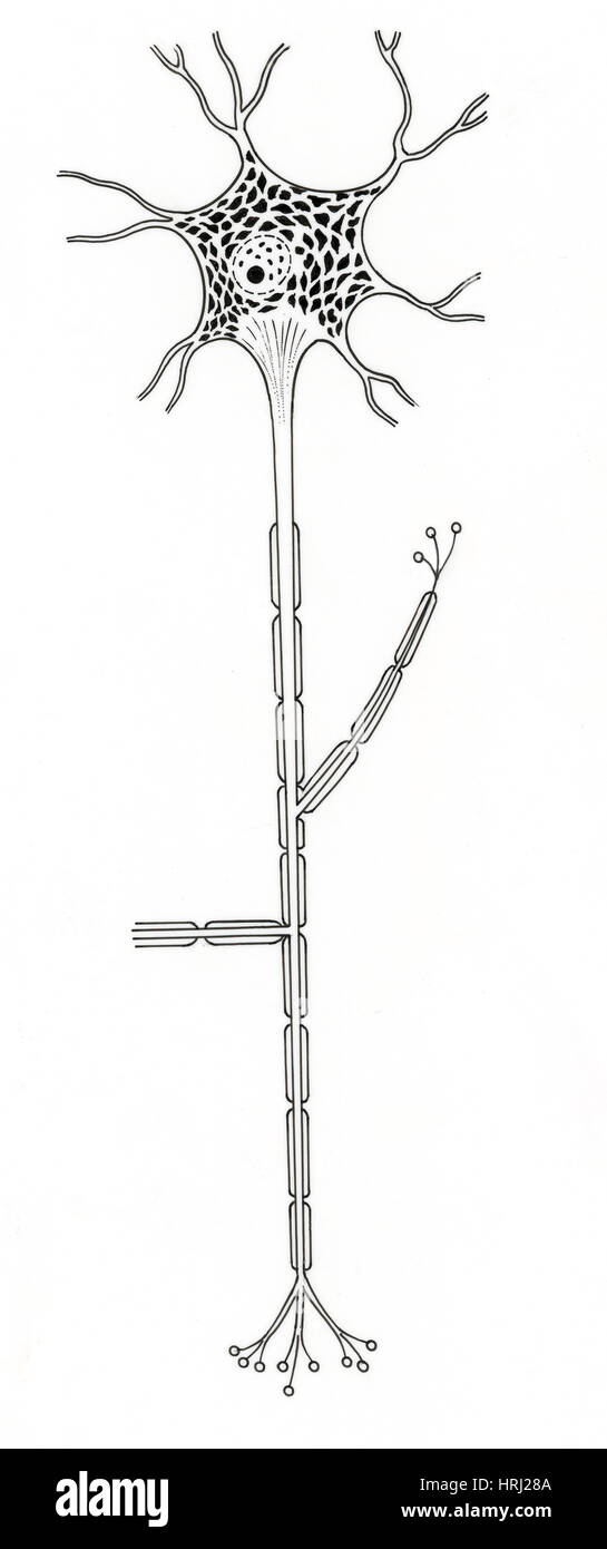 Illustration of Motor Neuron Stock Photo - Alamy