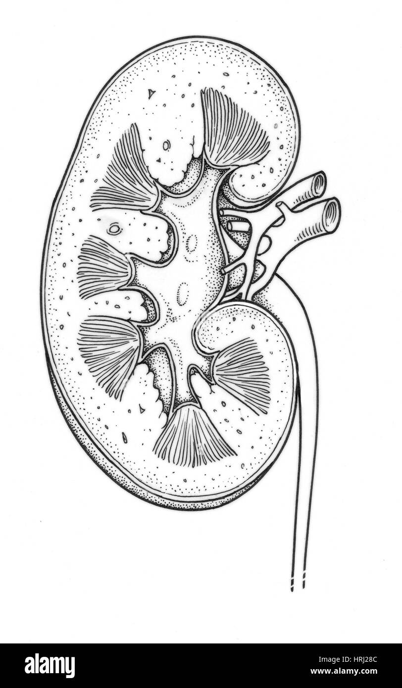 Renal system anatomy Black and White Stock Photos & Images - Alamy