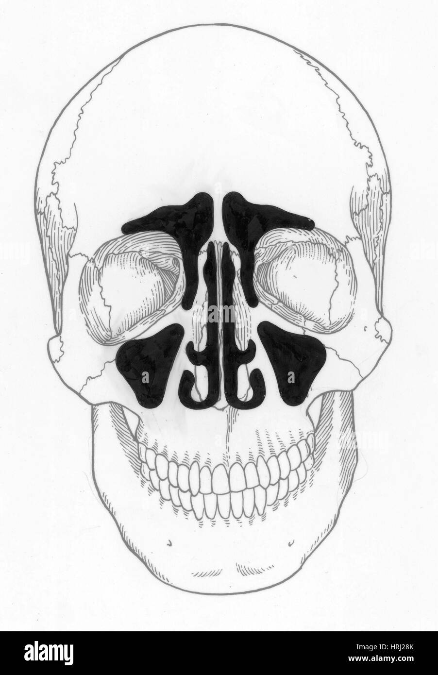 Paranasal sinuses hi-res stock photography and images - Alamy