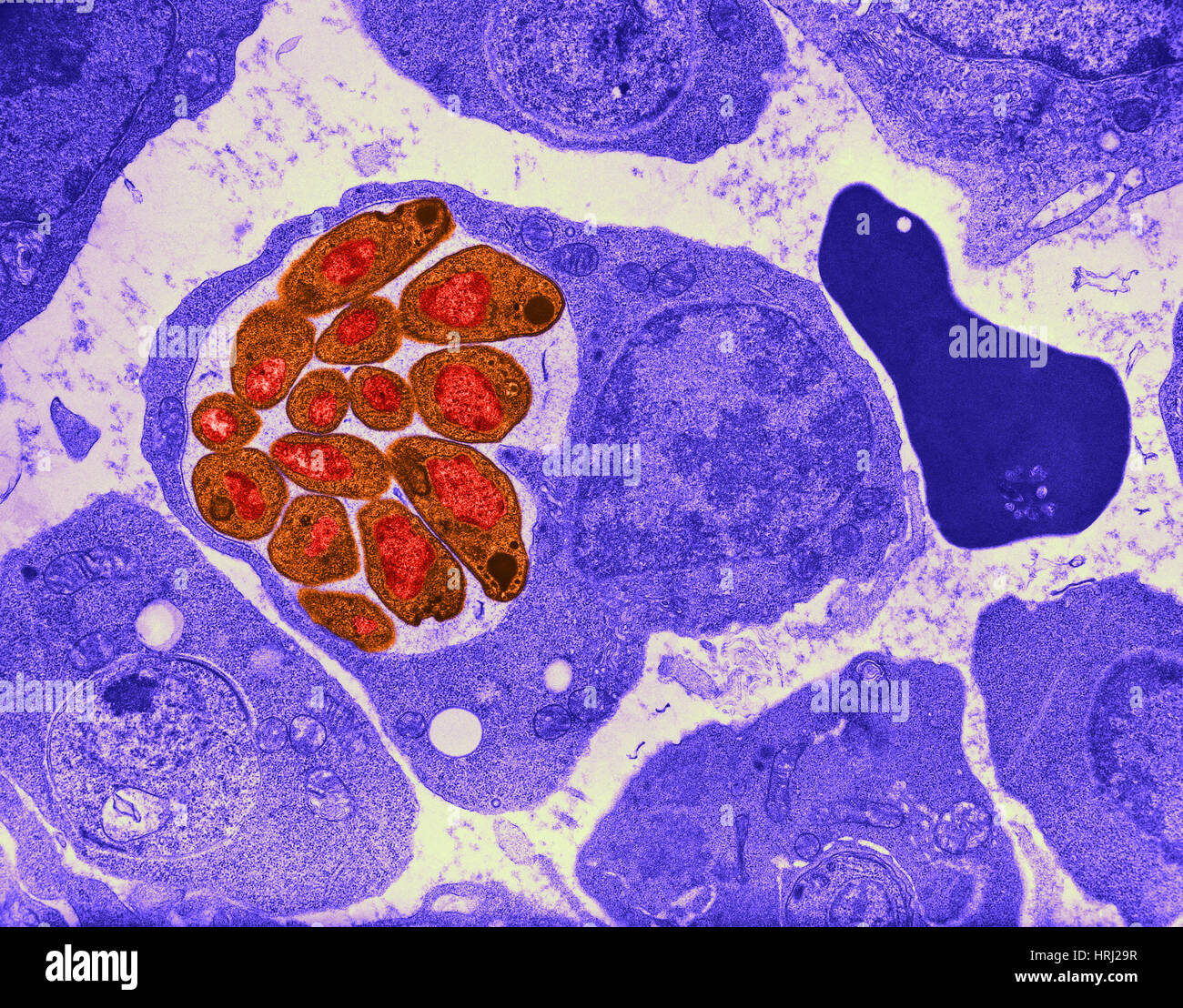 Malaria protista hi-res stock photography and images - Alamy