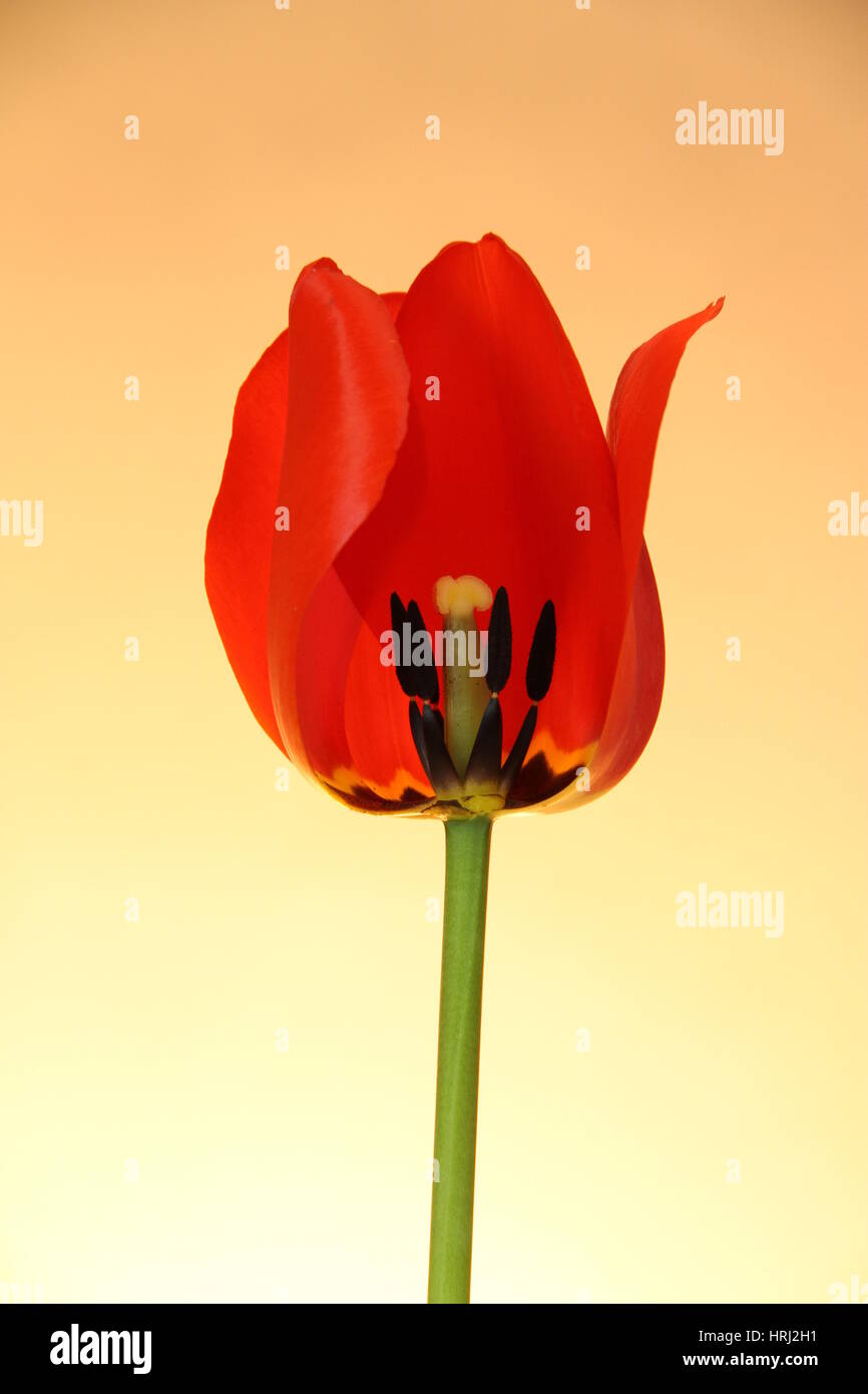 Red stamen botany hi-res stock photography and images - Alamy