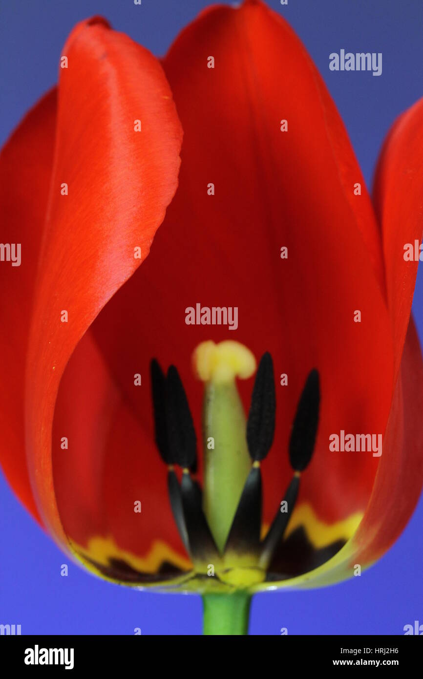 Red stamen botany hi-res stock photography and images - Alamy