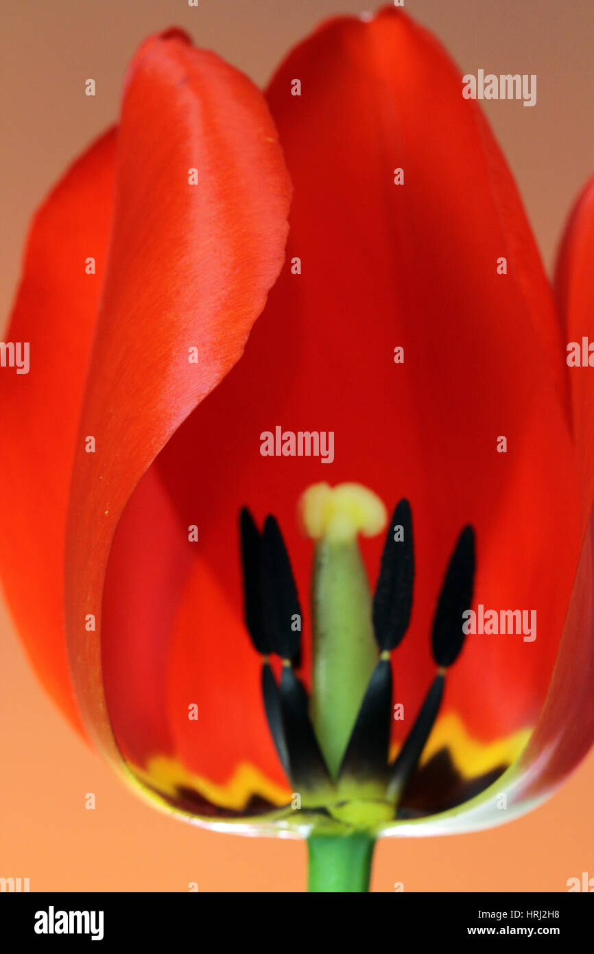 Stamen of Tulip Stock Photo - Alamy