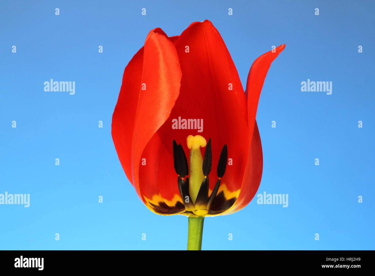 Stamen of Tulip Stock Photo - Alamy