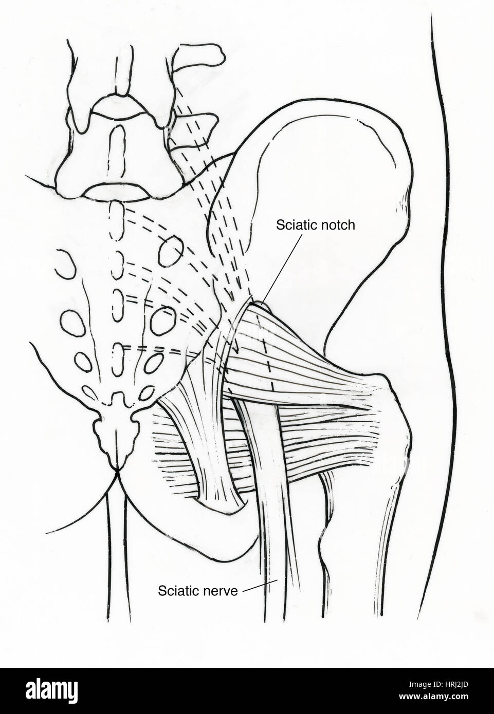 Sciatic notch hi-res stock photography and images - Alamy