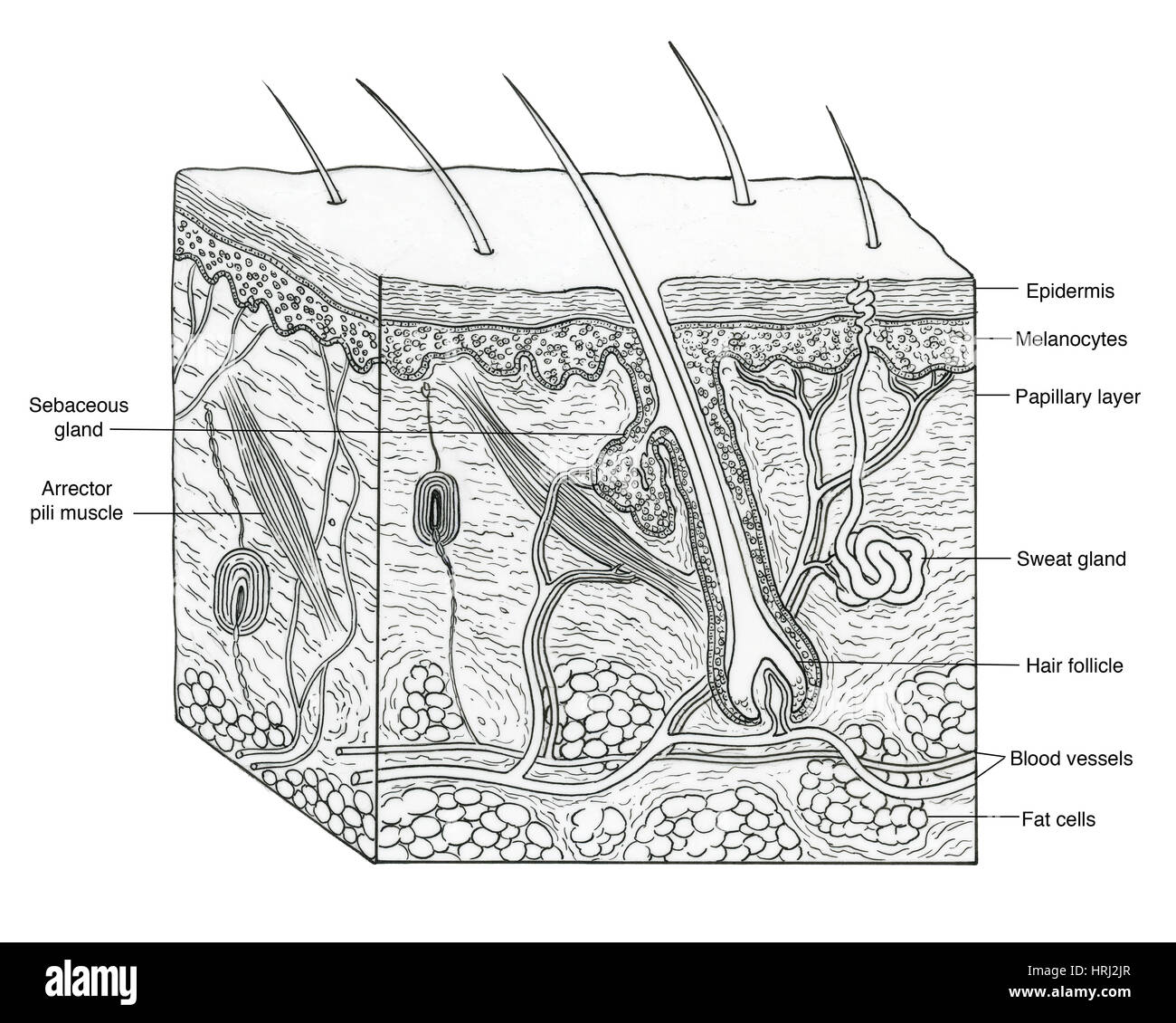 Arrector pili muscle hi-res stock photography and images - Alamy