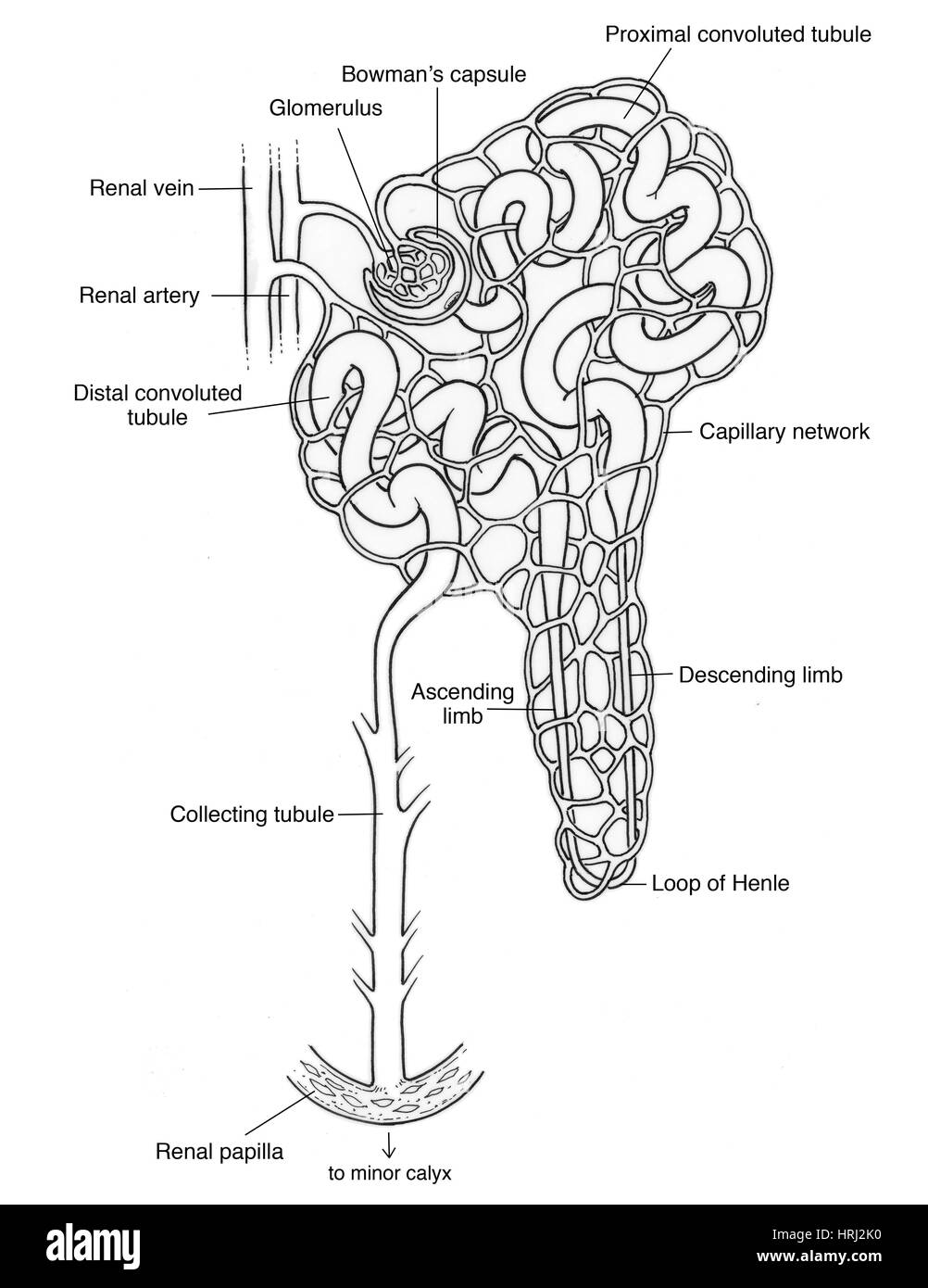 Illustration of Nephron Stock Photo - Alamy