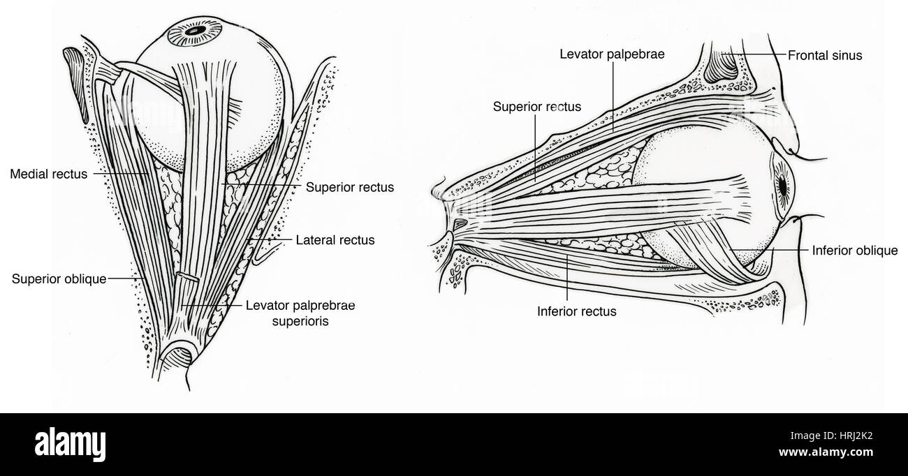 Levator palpebrae hi-res stock photography and images - Alamy