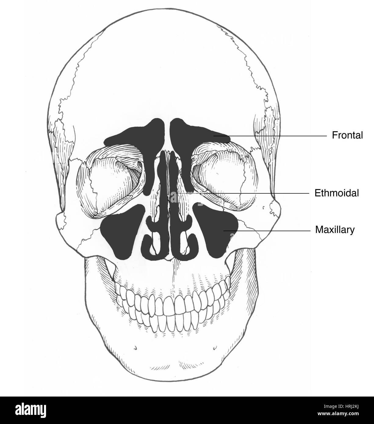 Illustration of Sinus Cavities Stock Photo - Alamy