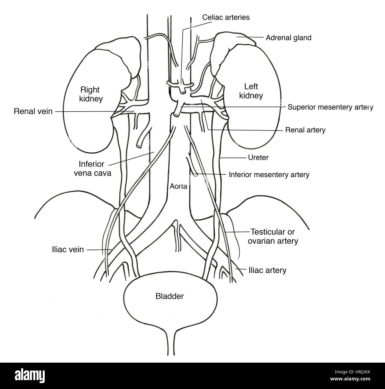 Anatomical illustration showing arteries hi-res stock photography and ...