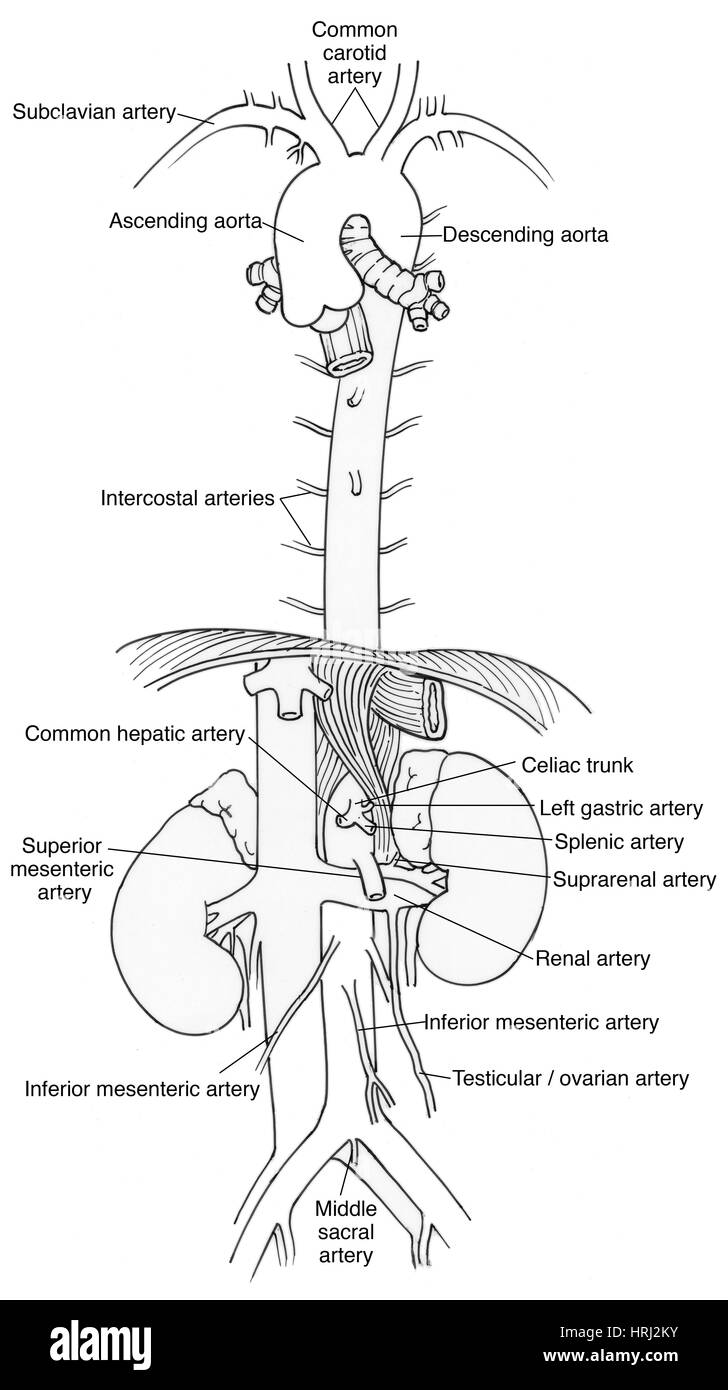Illustration of Aorta and Branches Stock Photo - Alamy