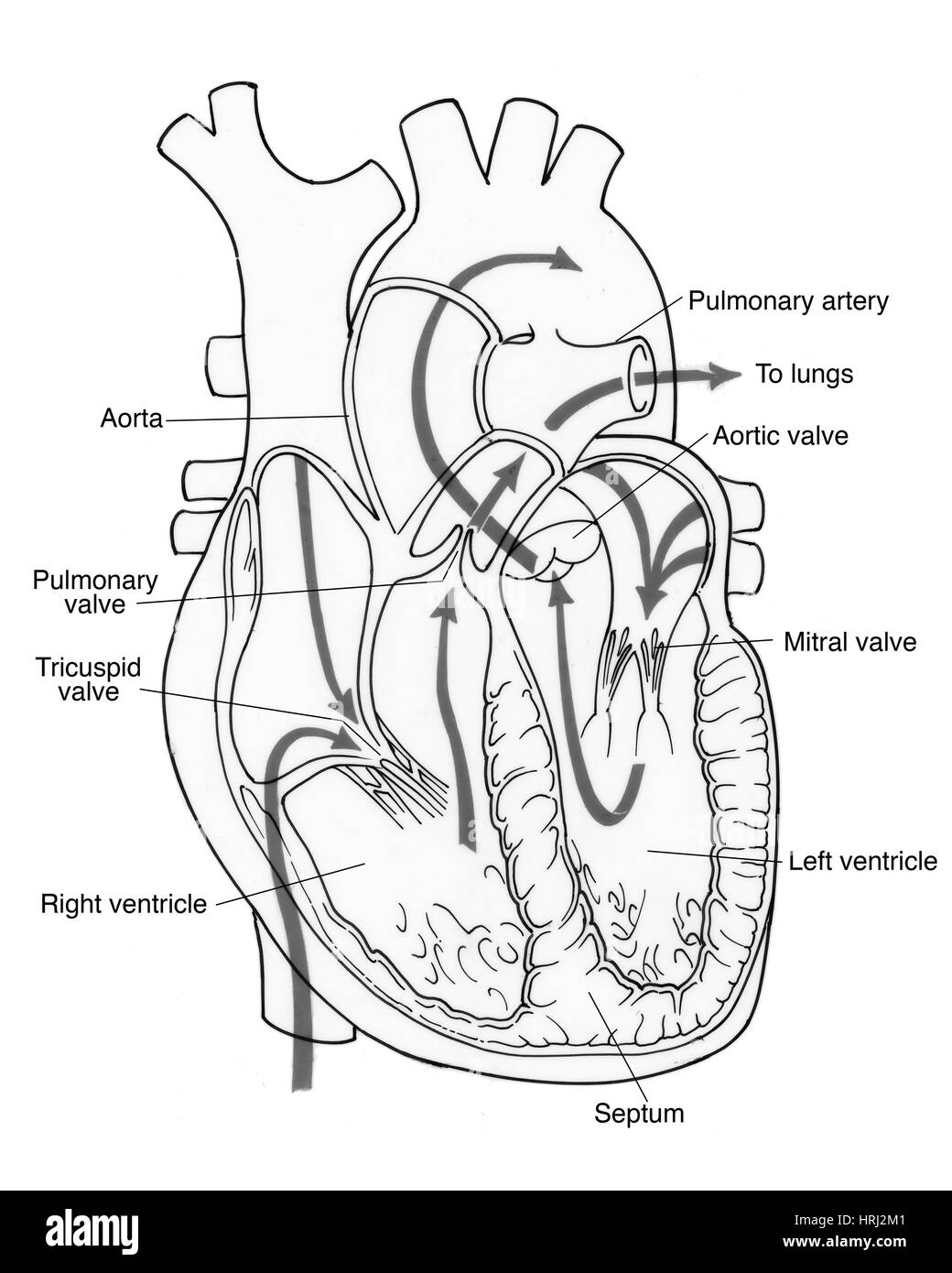 Coronary structure Black and White Stock Photos & Images - Alamy
