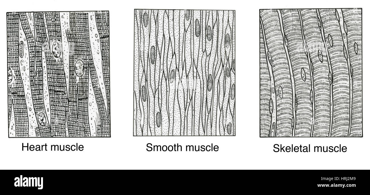 Illustration of Muscle Types Stock Photo - Alamy