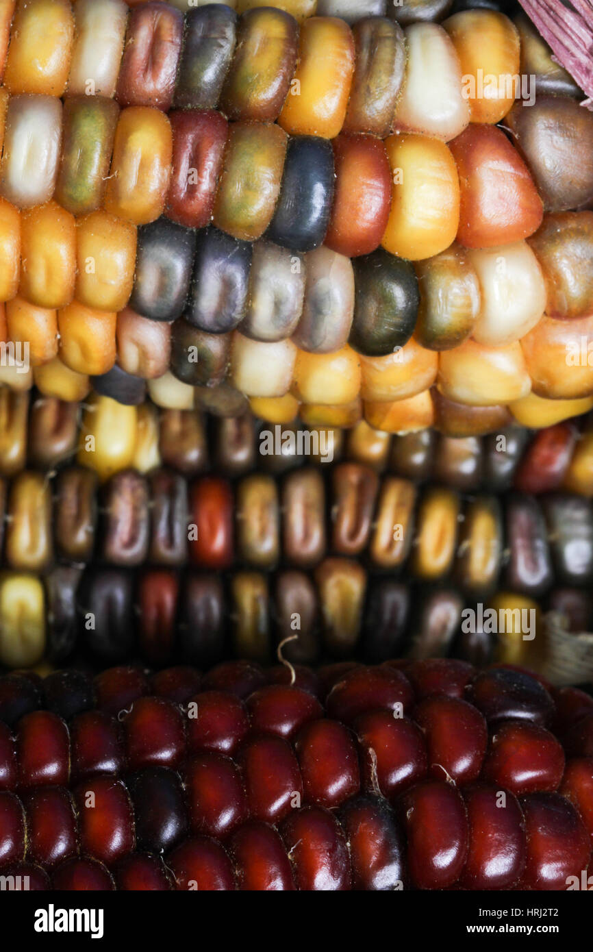Ears of indian corn hi-res stock photography and images - Alamy