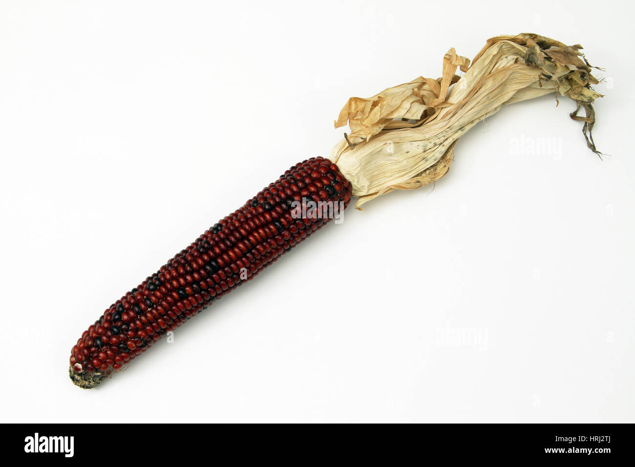 Husked ears of corn hi-res stock photography and images - Alamy