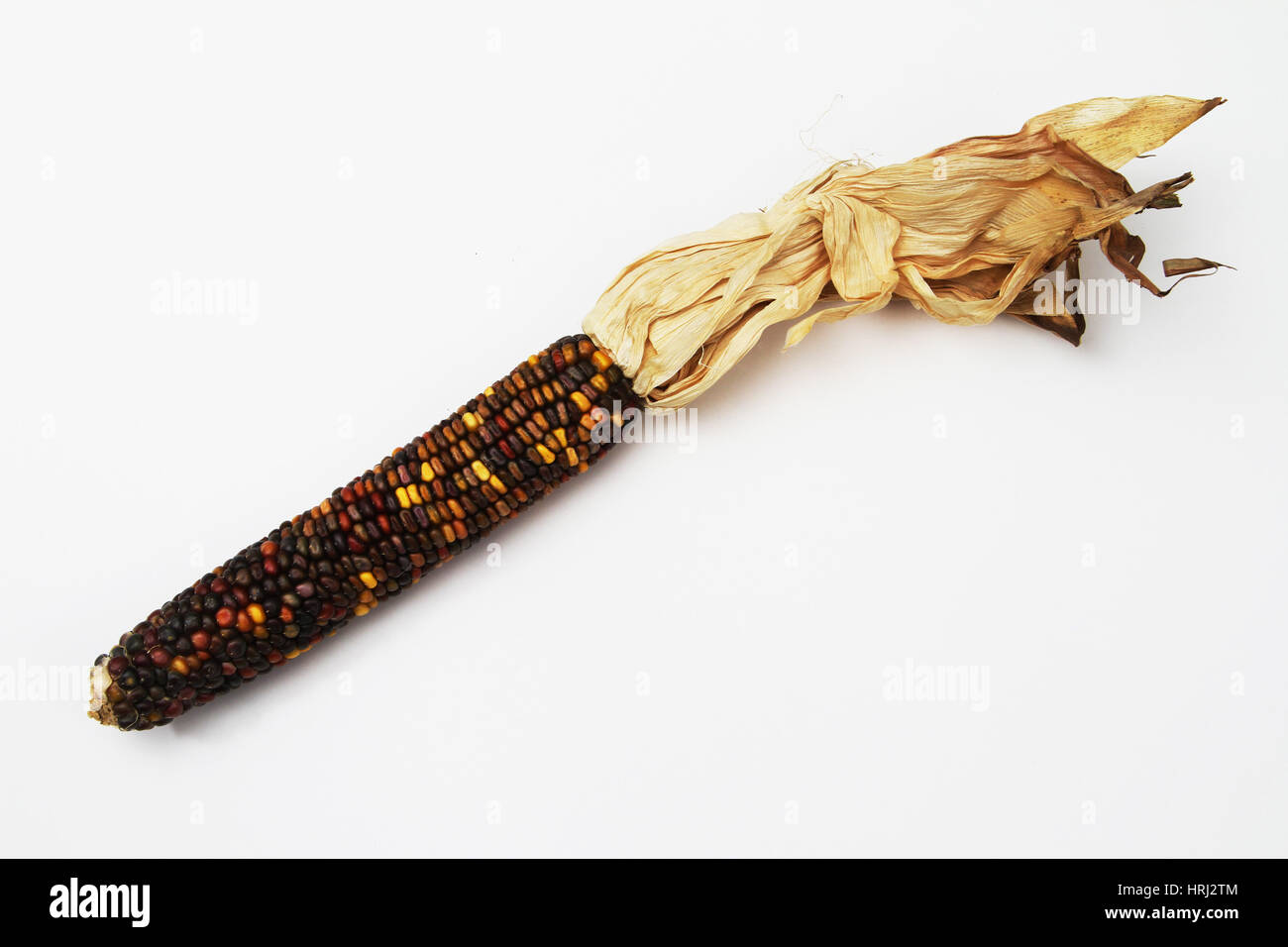 Ears of indian corn hi-res stock photography and images - Alamy