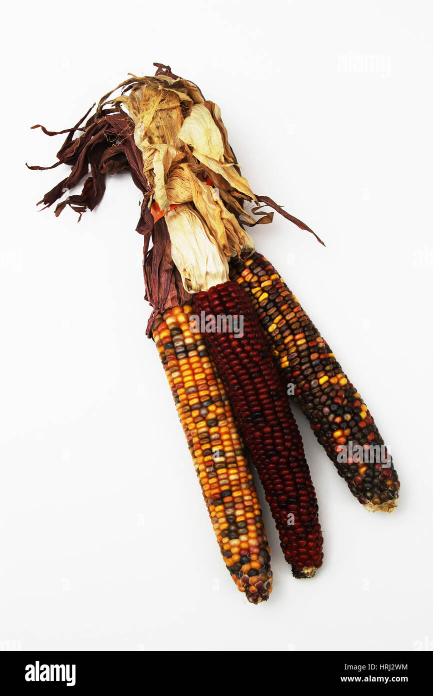 Ears of indian corn hi-res stock photography and images - Alamy