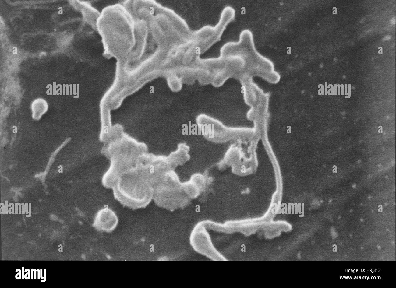 Virus sem hi-res stock photography and images - Alamy
