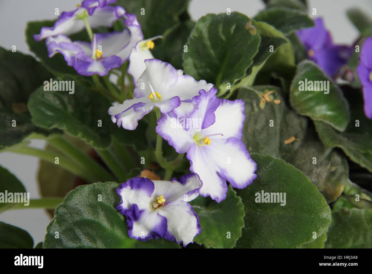 Close up african violets hi-res stock photography and images - Alamy