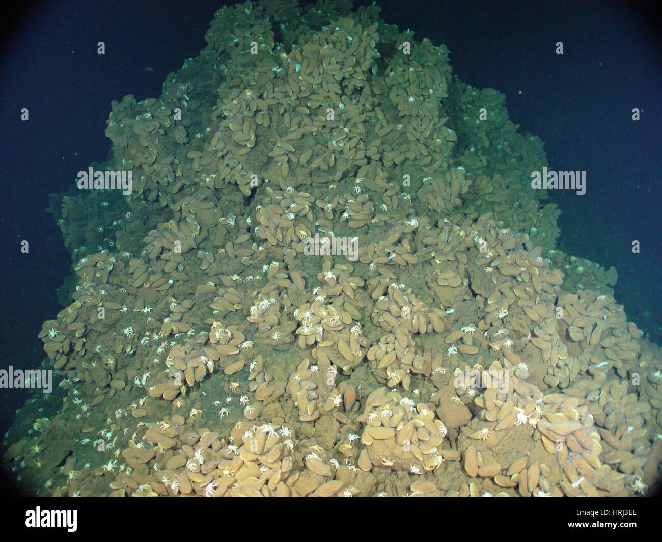 Marine hydrothermal vent hi-res stock photography and images - Alamy