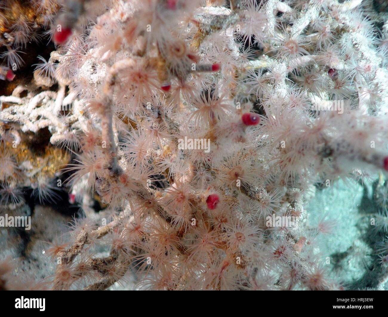 Underwater Landscape Natural Trench Pacific Ocean Stock