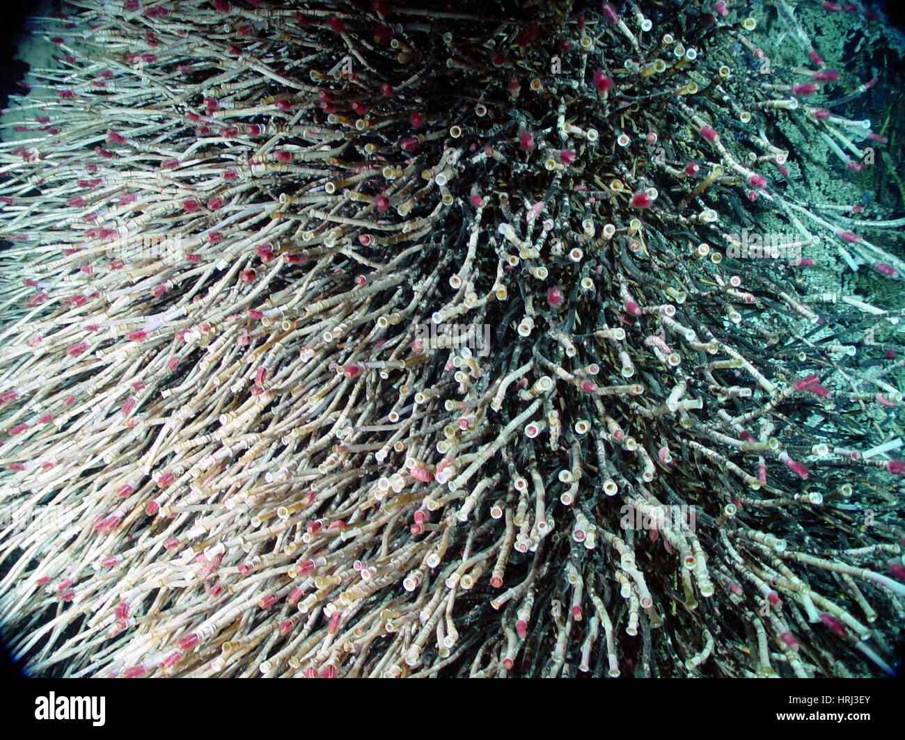 Hydrothermal vent tube worm hi-res stock photography and images - Alamy