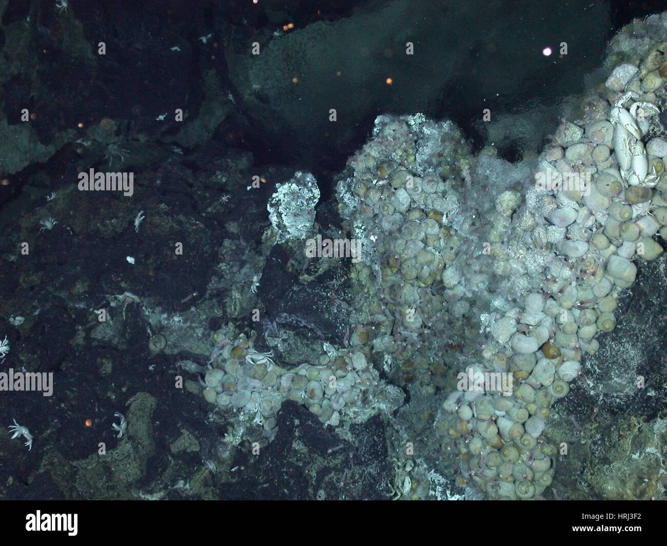 Marine hydrothermal vent hi-res stock photography and images - Alamy