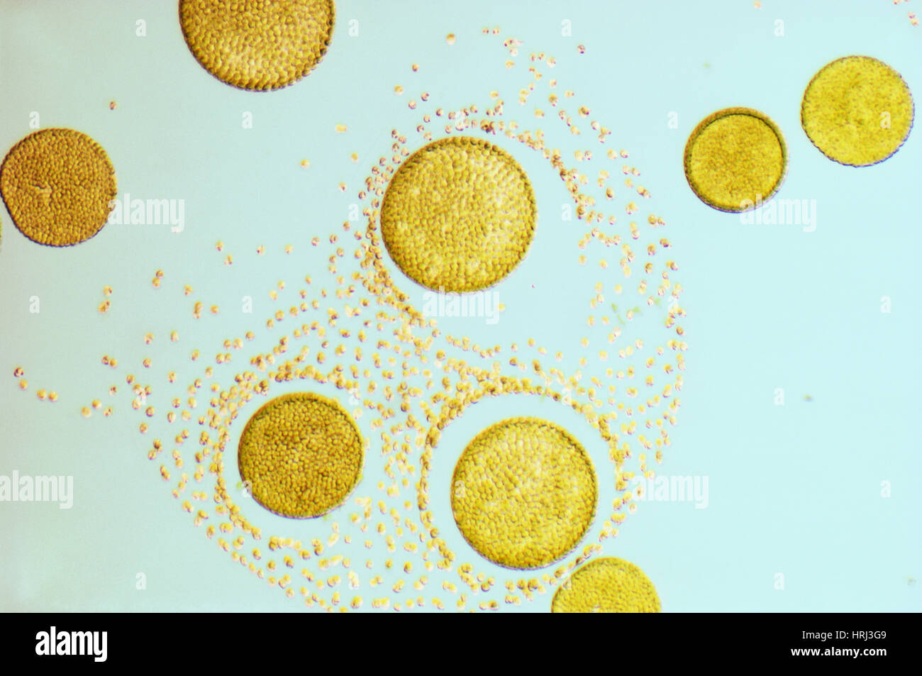 Volvox plant hi-res stock photography and images - Alamy