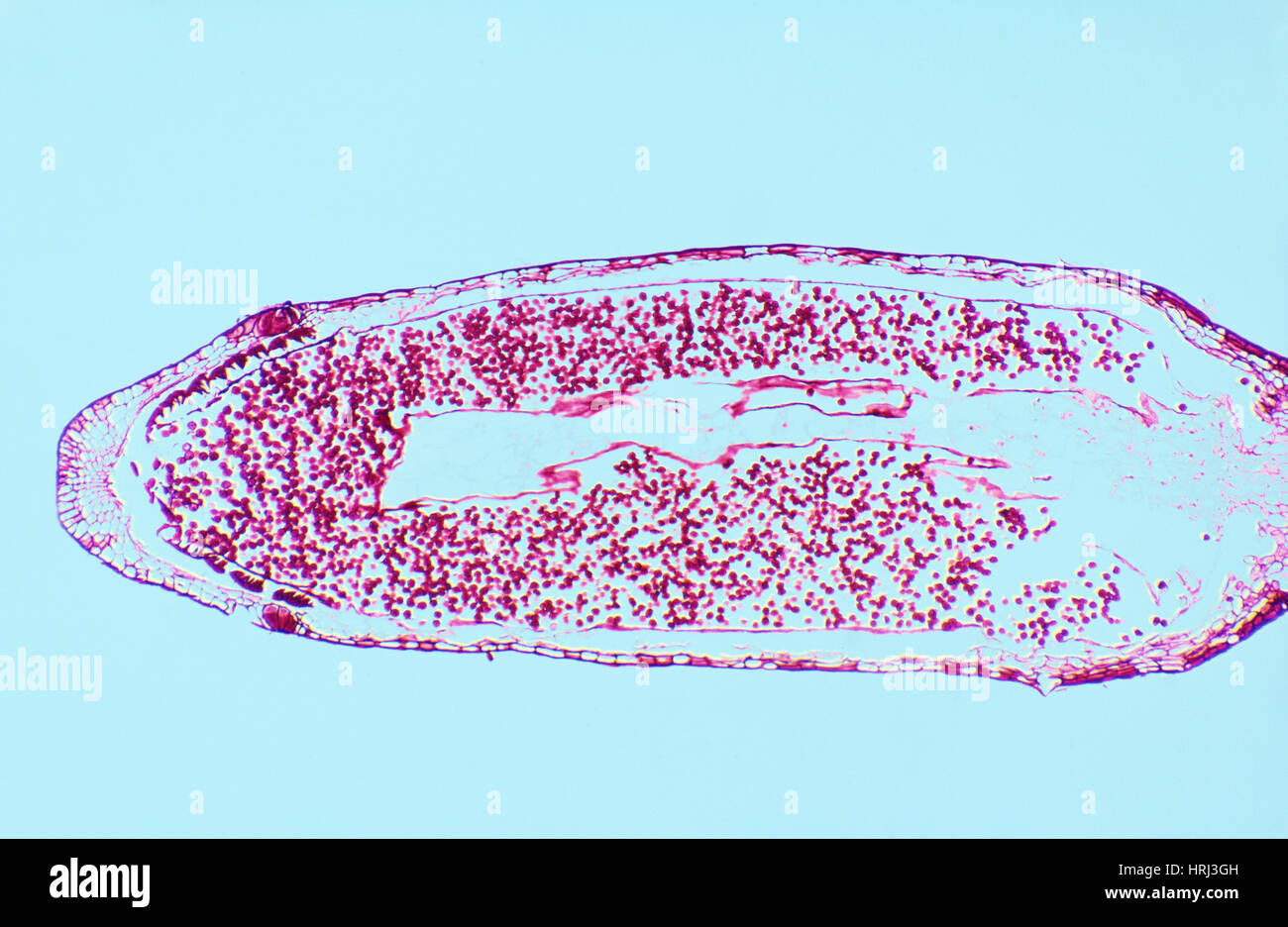 Moss reproduction hi-res stock photography and images - Alamy