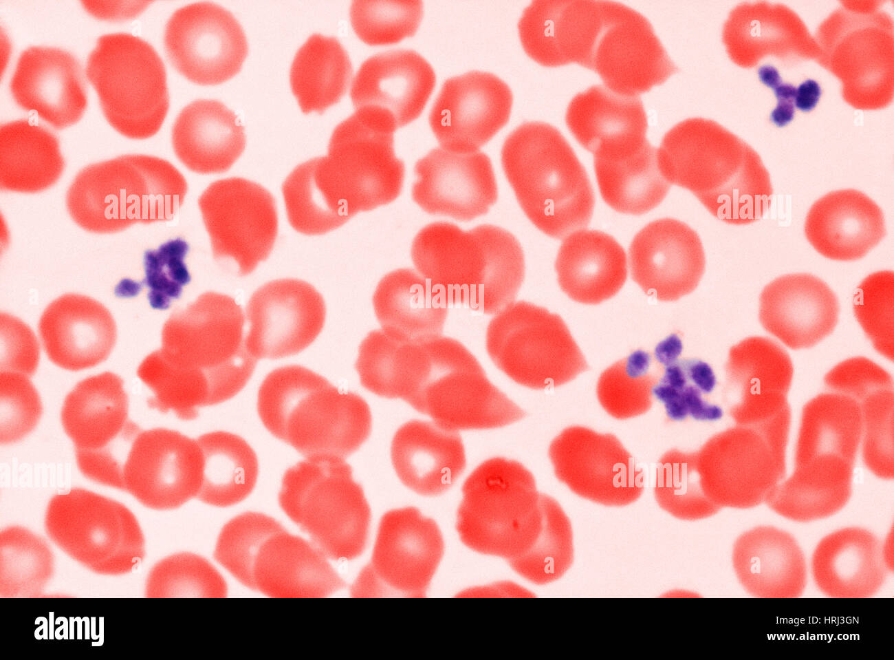 Red Blood Cells and Platelets Stock Photo - Alamy