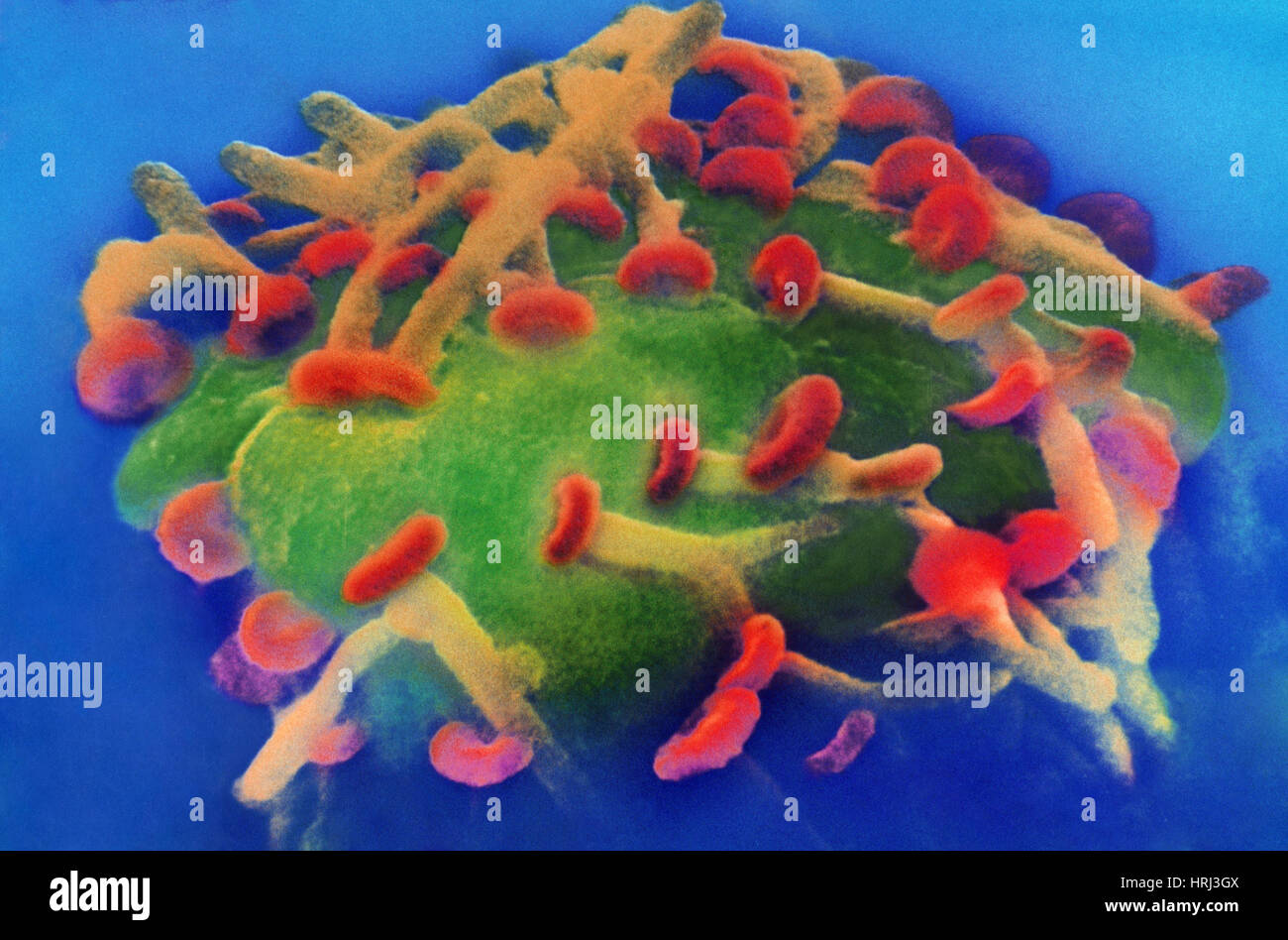 Nerve Synapses in Aplysia, SEM Stock Photo - Alamy