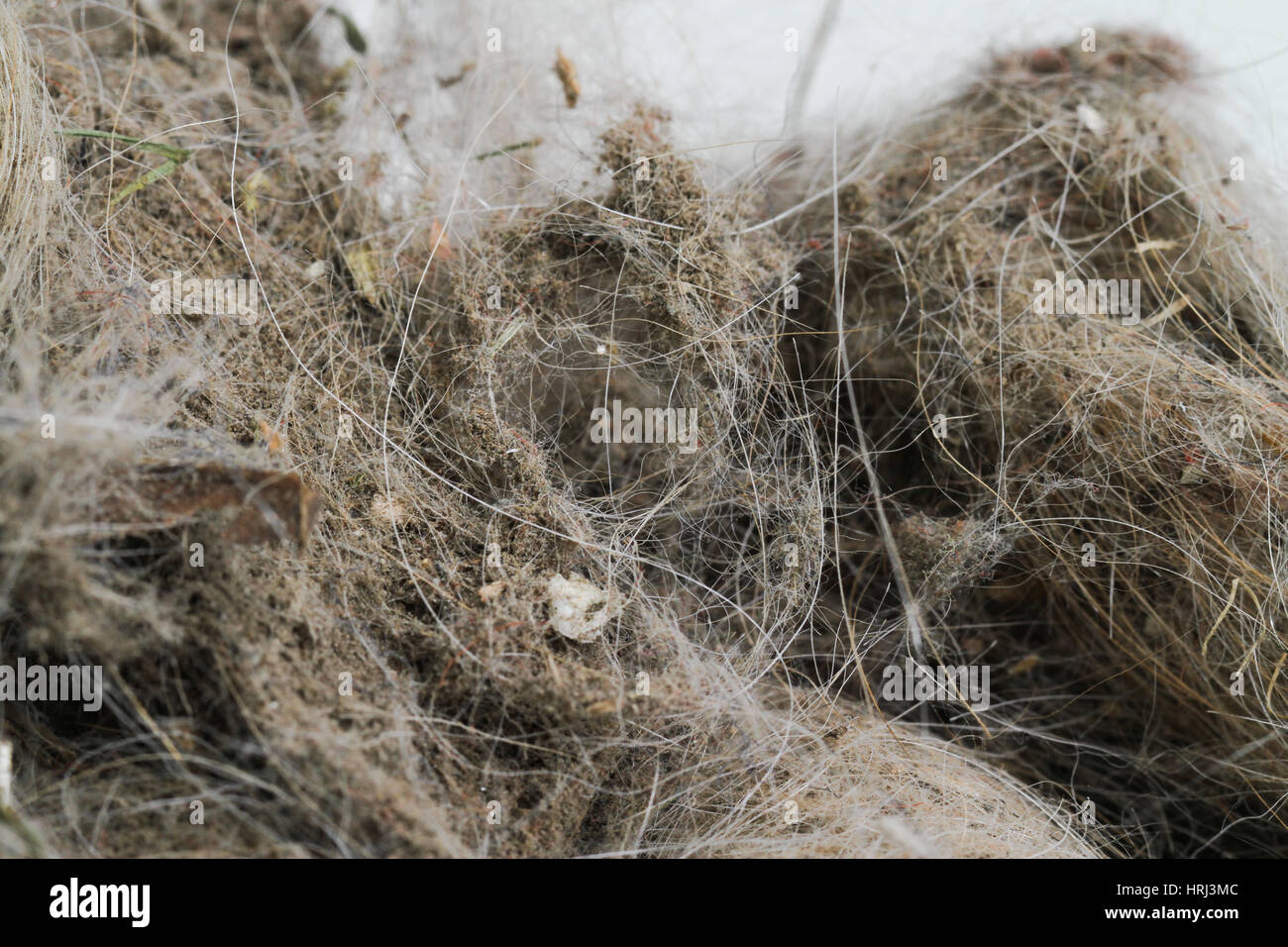 Dust ball hi-res stock photography and images - Alamy