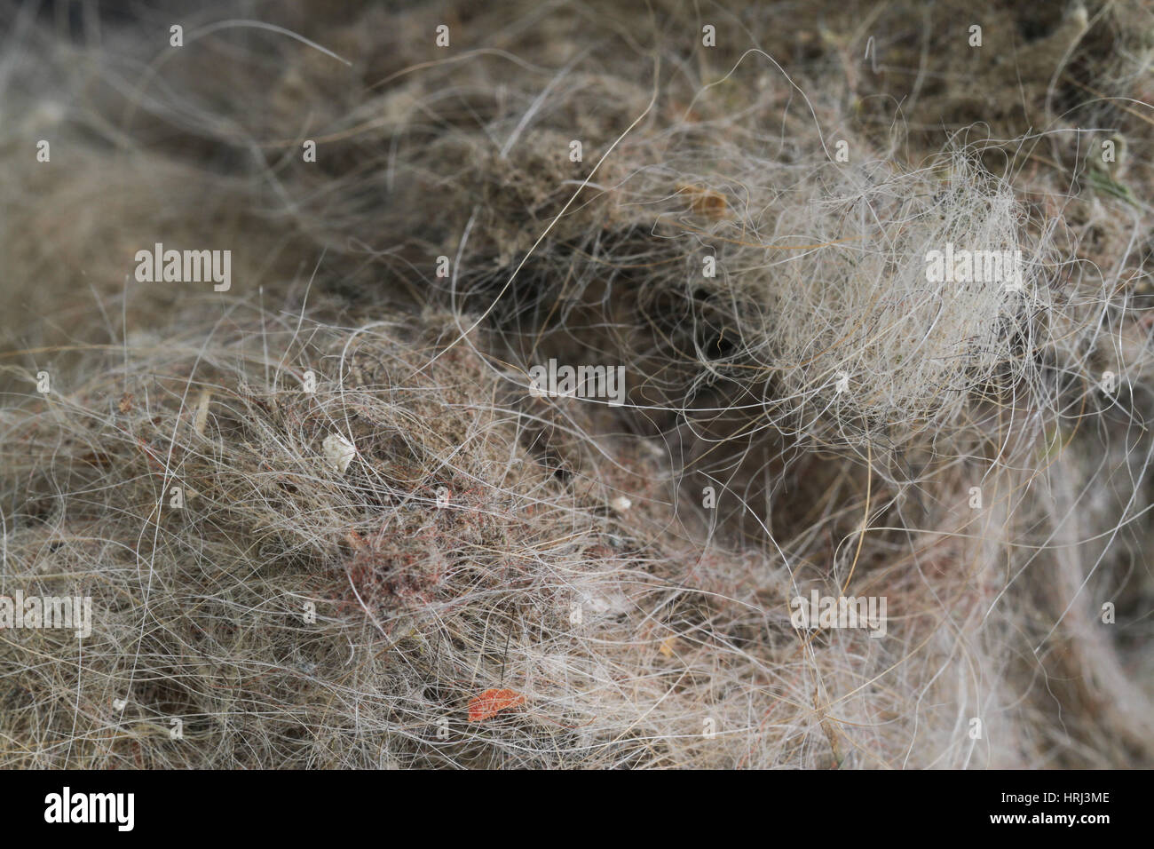 Dust ball hi-res stock photography and images - Alamy