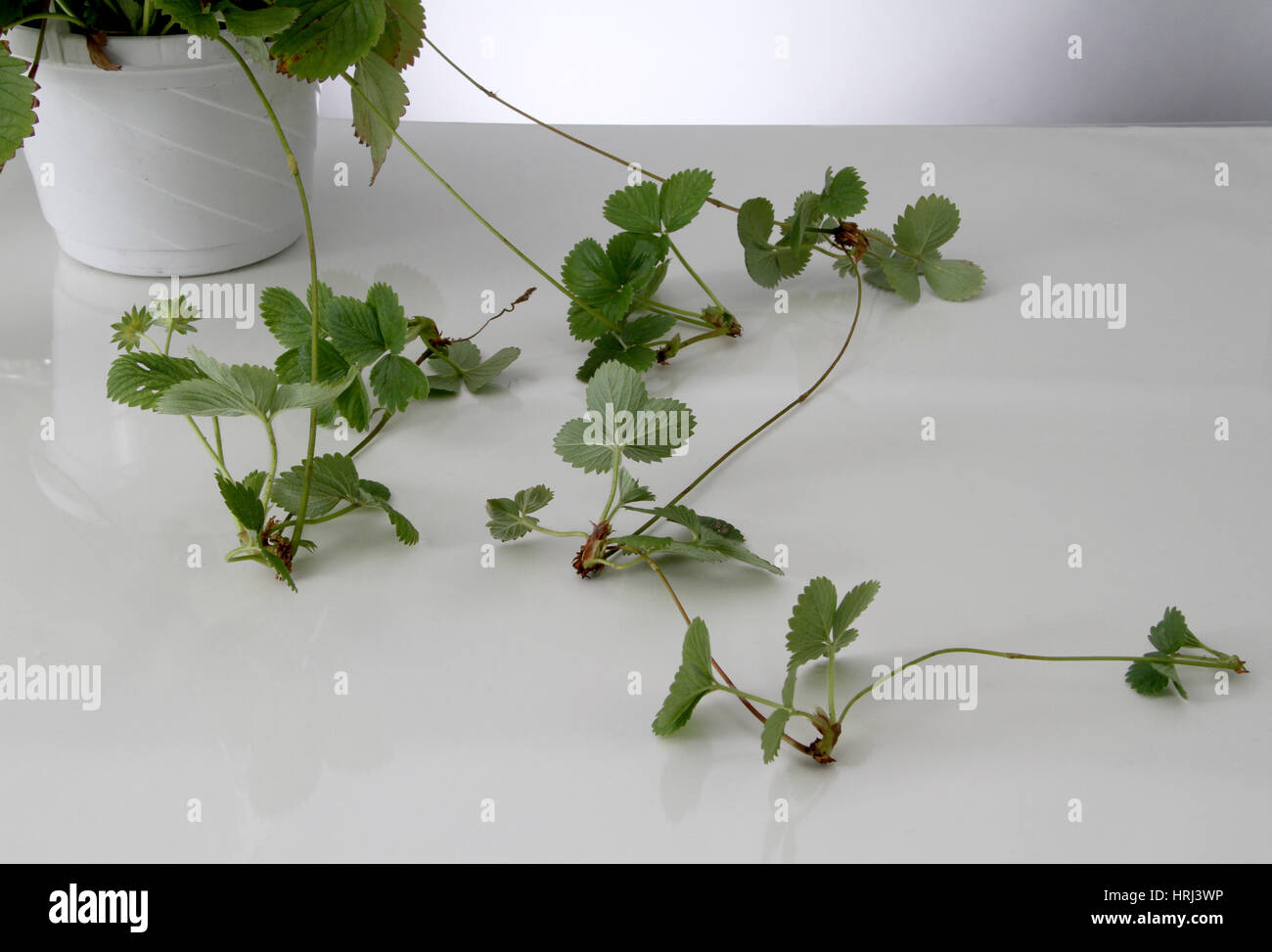 Vegetative Propagation Strawberries