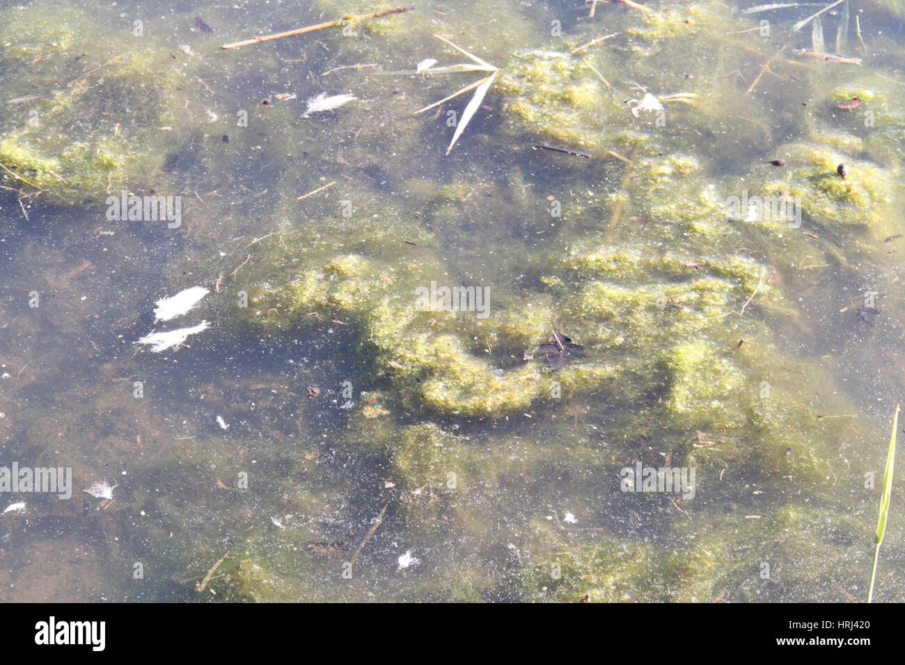 Algae Bloom in a Pond Stock Photo - Alamy