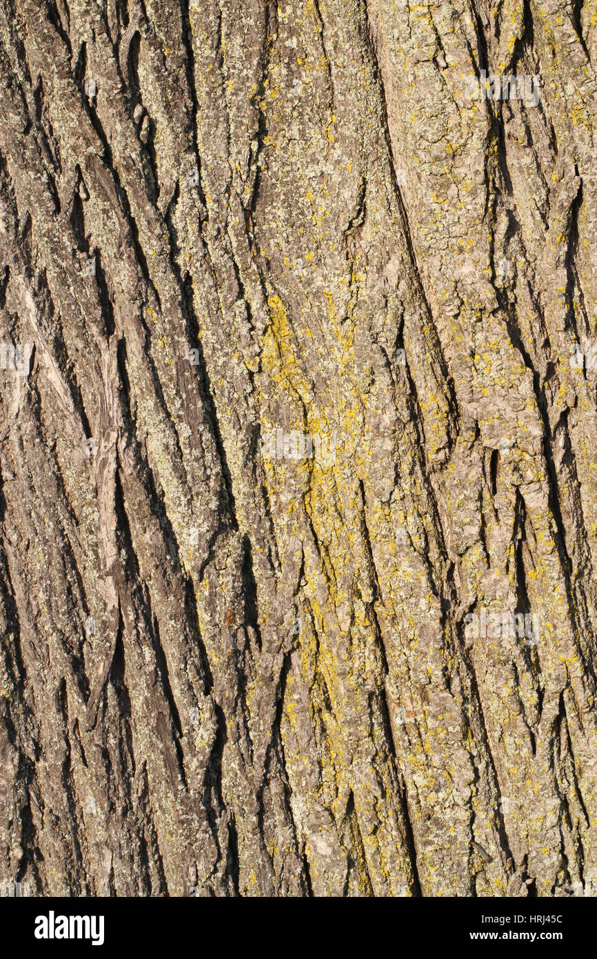 Fissured bark hi-res stock photography and images - Alamy