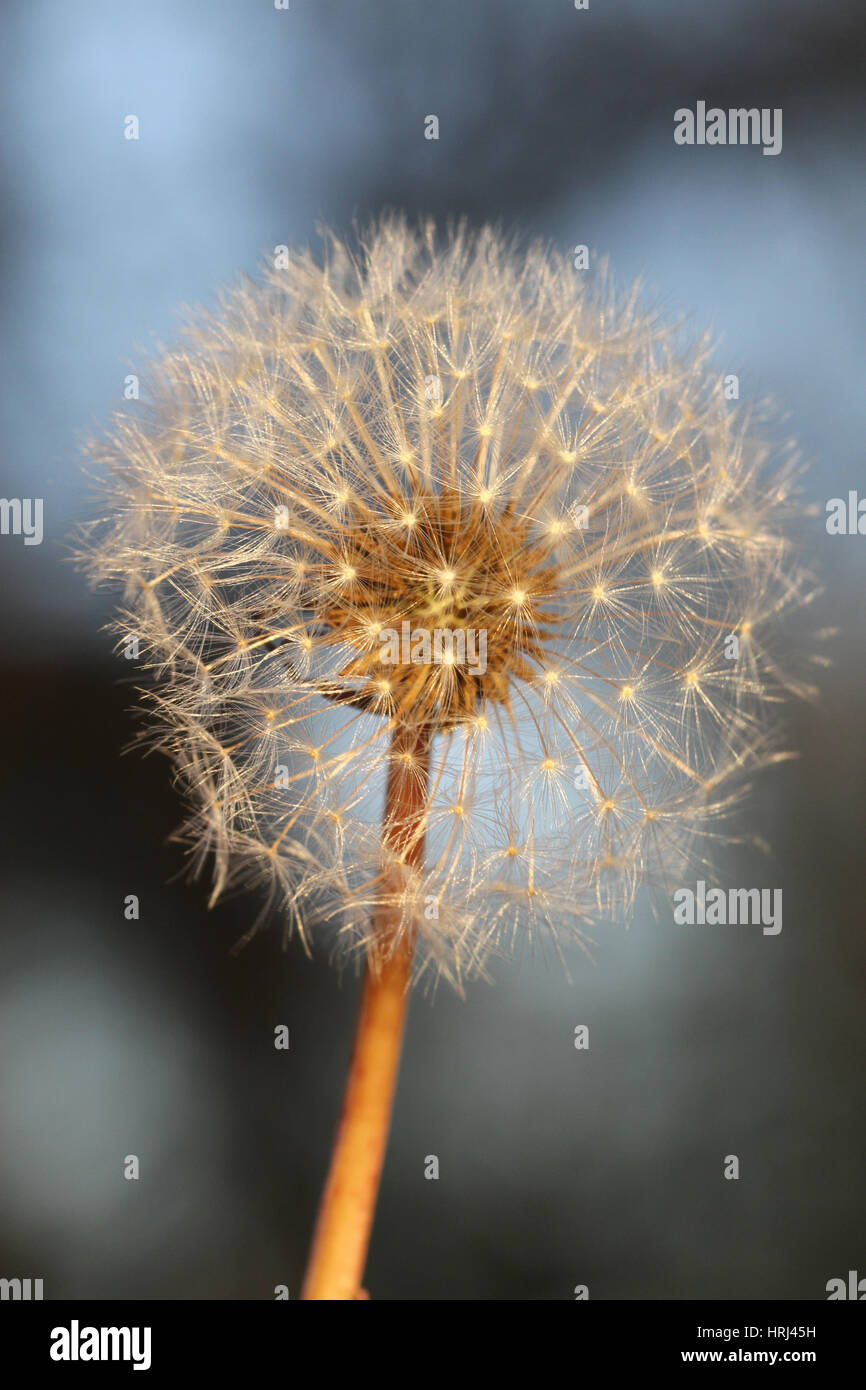 Dandelion Seed Head Stock Photo - Alamy