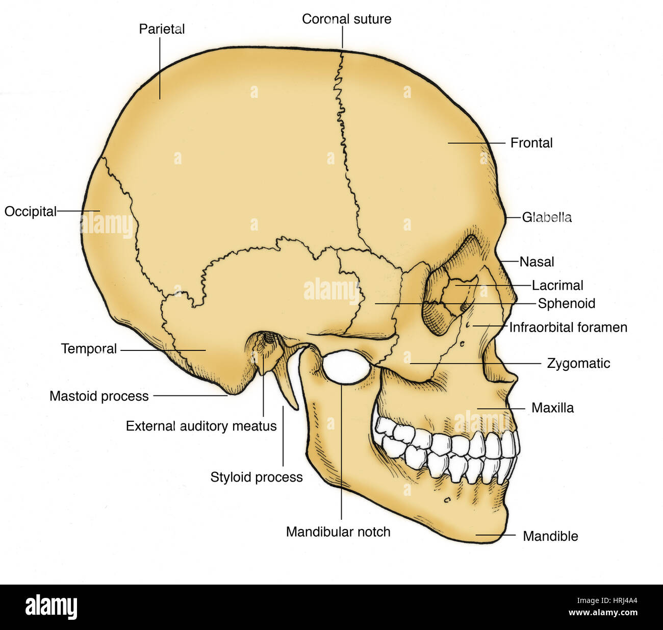 Mastoid notch hi-res stock photography and images - Alamy