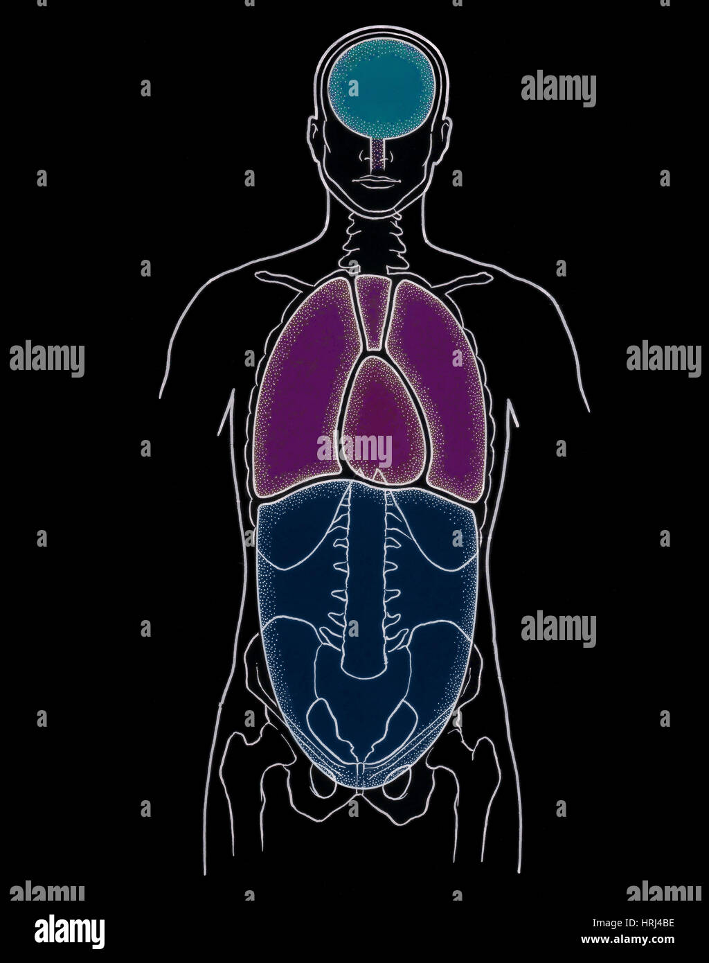 Illustration of Anterior Body Cavities Stock Photo - Alamy Illustration of Anterior Body Cavities Stock Photo - Alamy